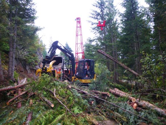 Forest Fuel Reduction - Burley Boys Tree Service
